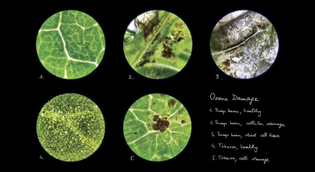Autographic Displays of Air Pollution - College of Arts, Media and ...